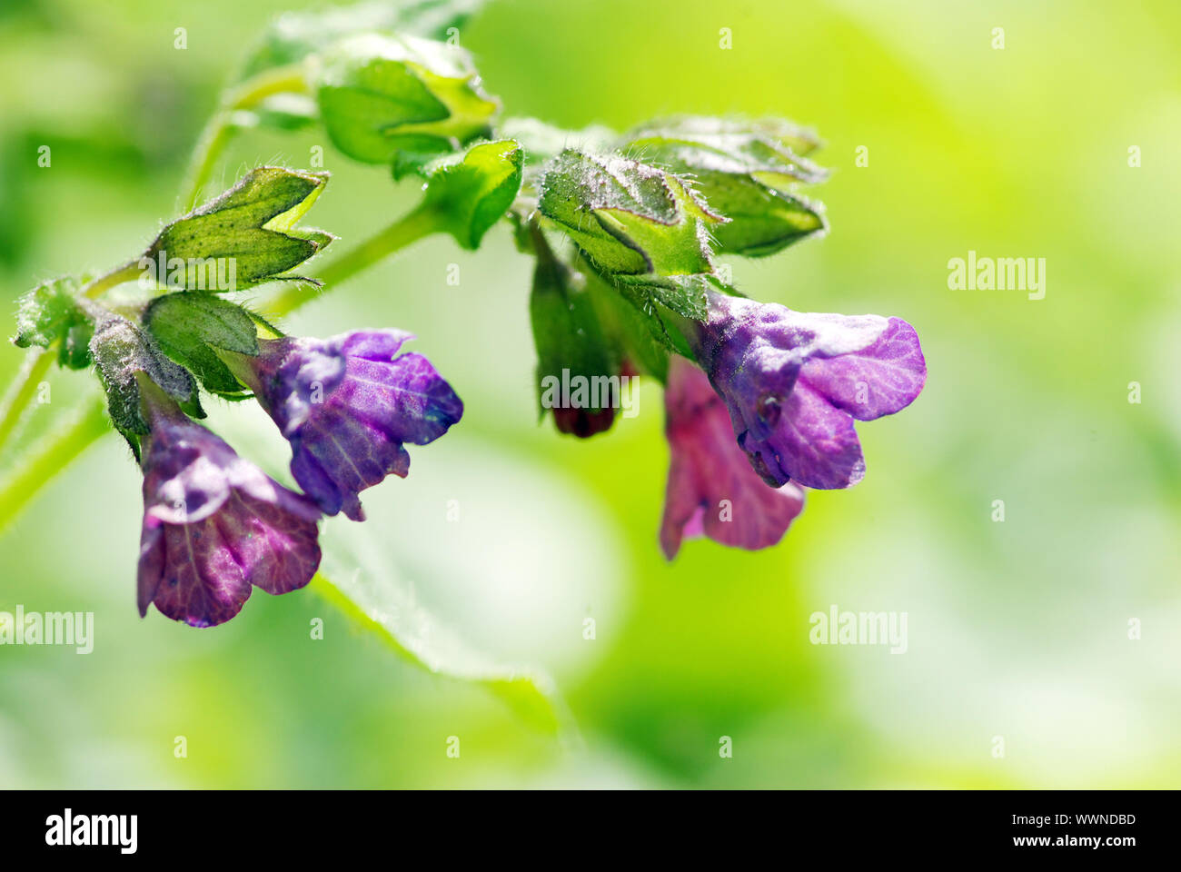 blue spring flower on the field Stock Photo - Alamy