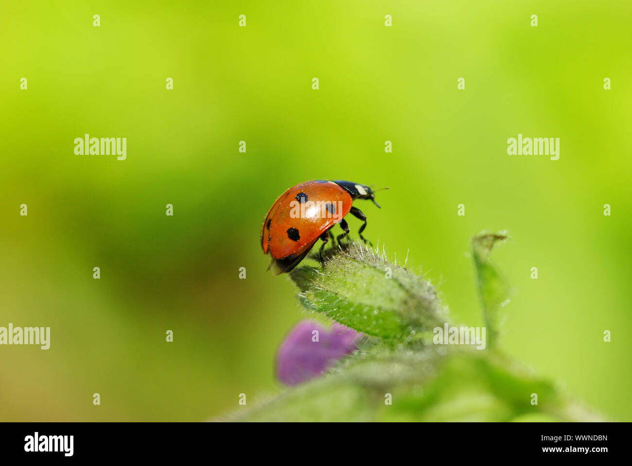 ladybug sitting on the blade of grass Stock Photo - Alamy