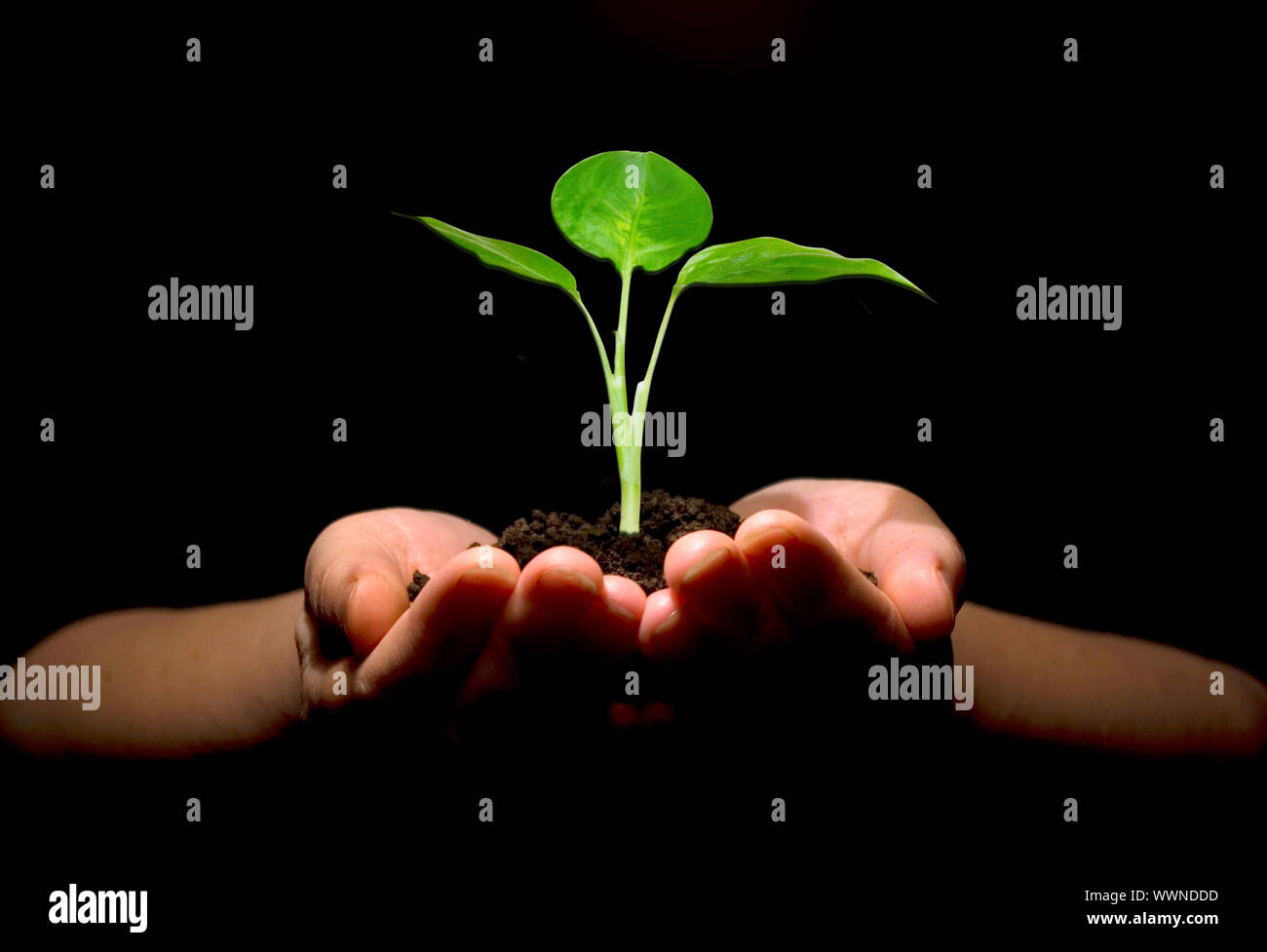 Hands holding sapling in soil Stock Photo - Alamy