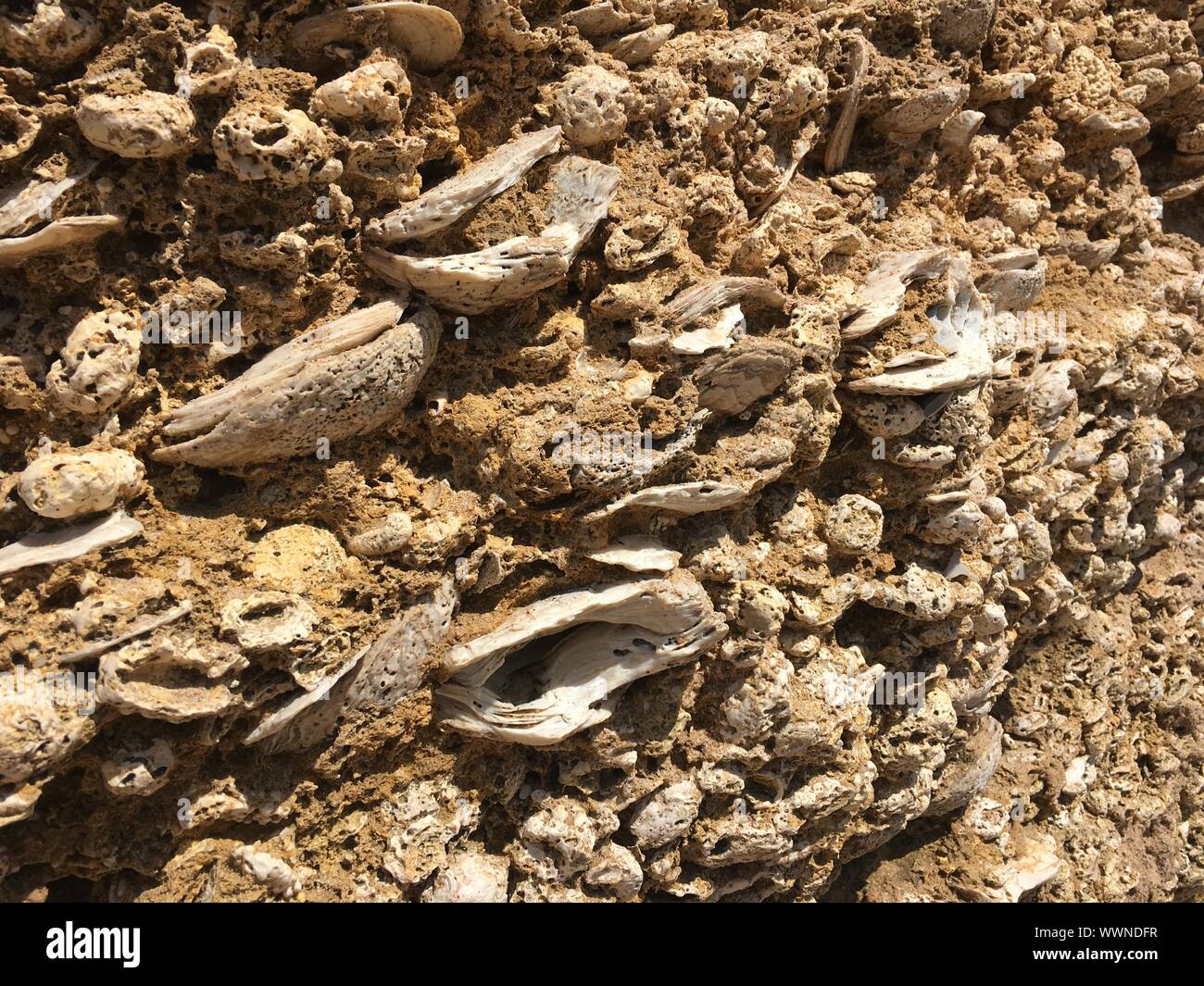 Fossils fosiles hi-res stock photography and images - Alamy