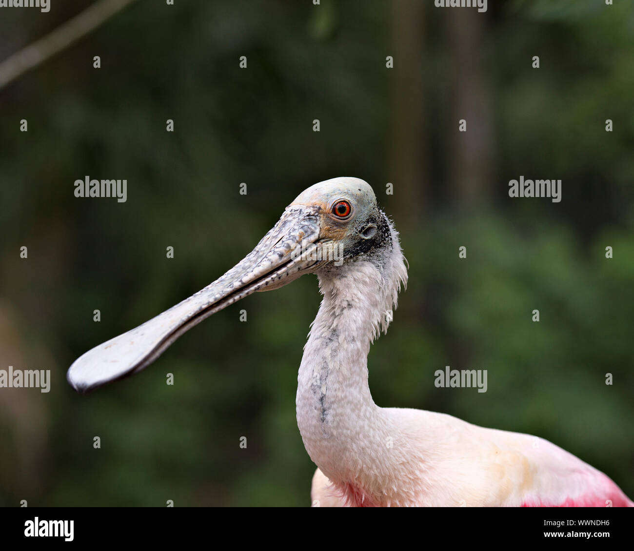 Roseate Spoonbill bird close up enjoying its surrounding and ...