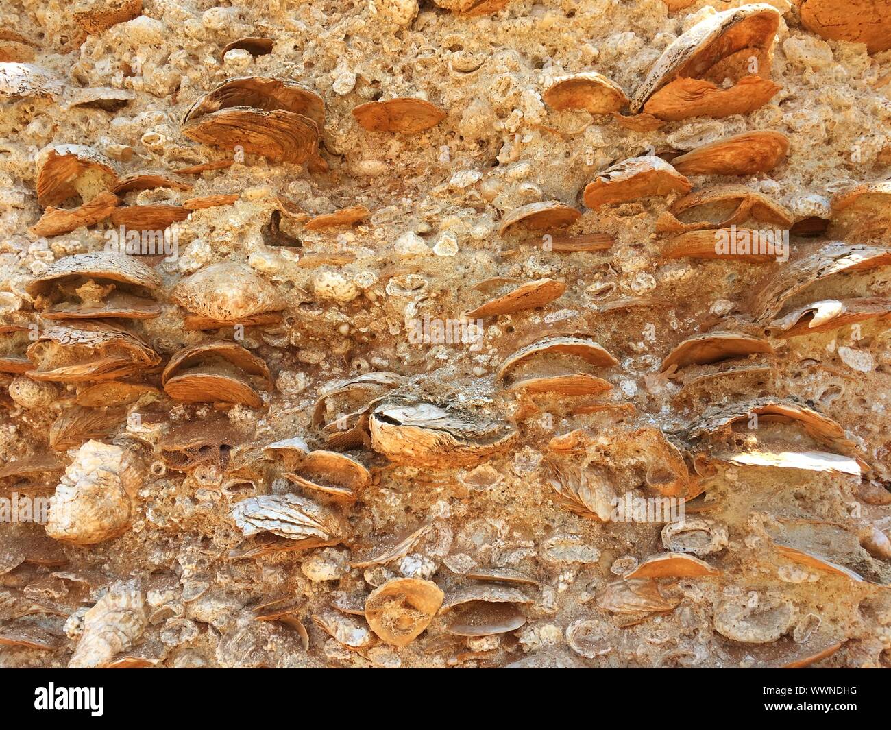 Fossils fosiles hi-res stock photography and images - Alamy