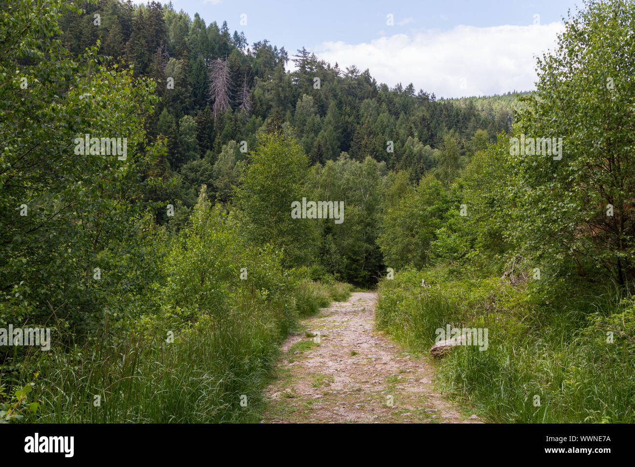 Overgrown path hi-res stock photography and images - Alamy