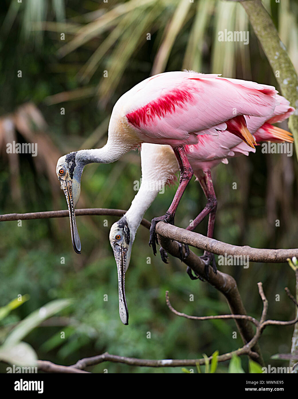 Roseate Spoonbill bird couple in courtship enjoying its surrounding and ...