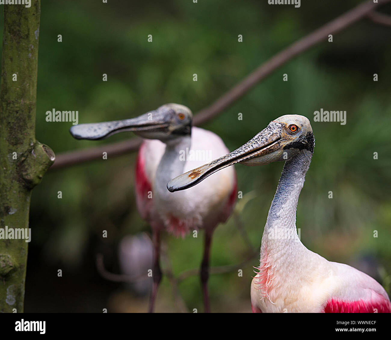 Roseate Spoonbill bird couple in courtship enjoying its surrounding and ...