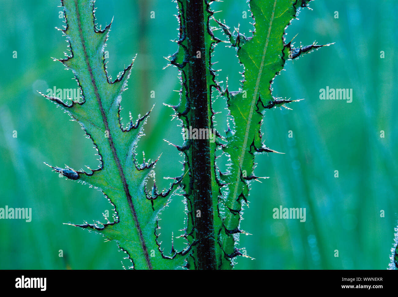 Sharp Leaves High Resolution Stock Photography and Images - Alamy