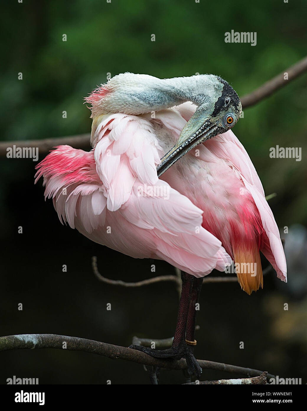 Roseate Spoonbill bird perch on a branch and cleaning its wings ...