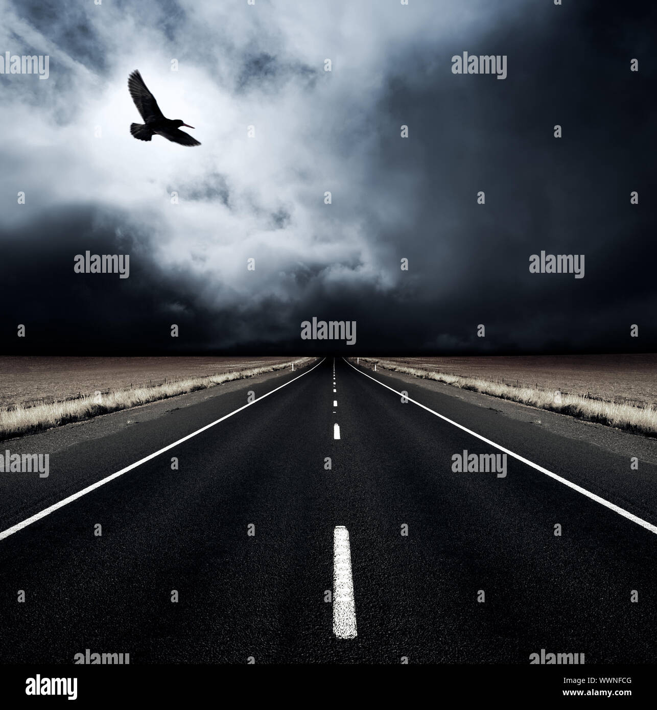 Bird flying from danger hi-res stock photography and images - Alamy