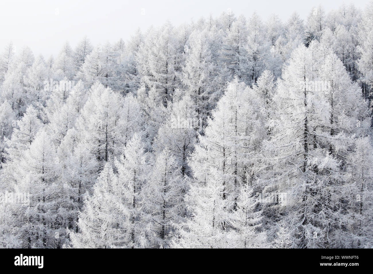forest in snow on alpen top Stock Photo - Alamy