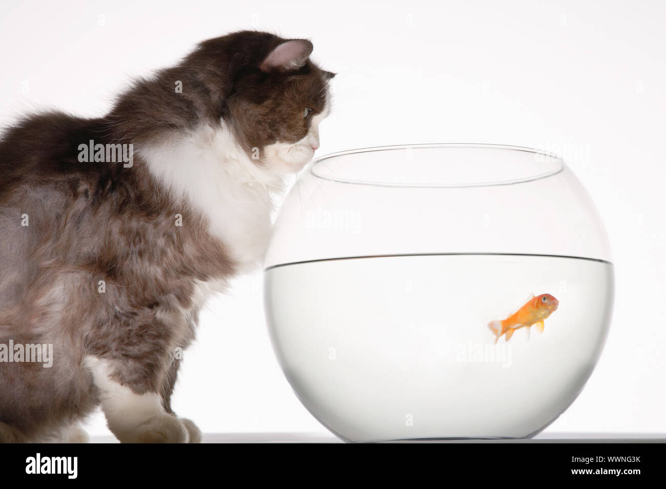 Cat Looking at Goldfish in Fishbowl Stock Photo - Alamy