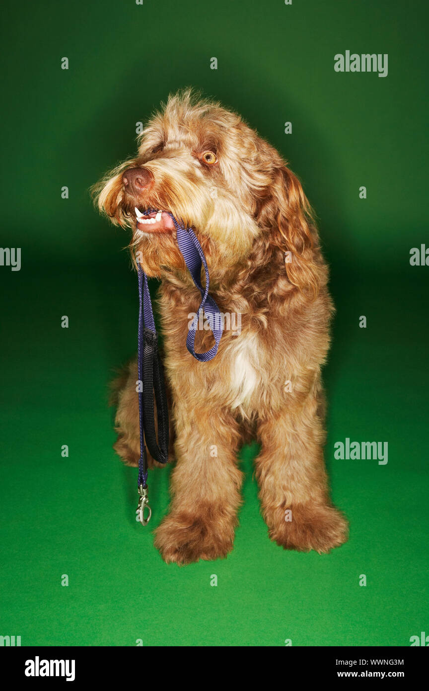 Otter hound hi-res stock photography and images - Alamy