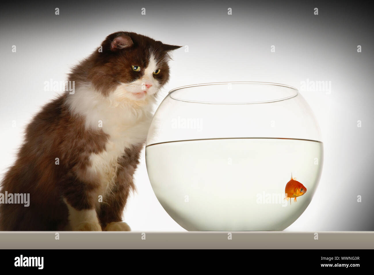 Cat Looking at Goldfish in Fishbowl Stock Photo - Alamy