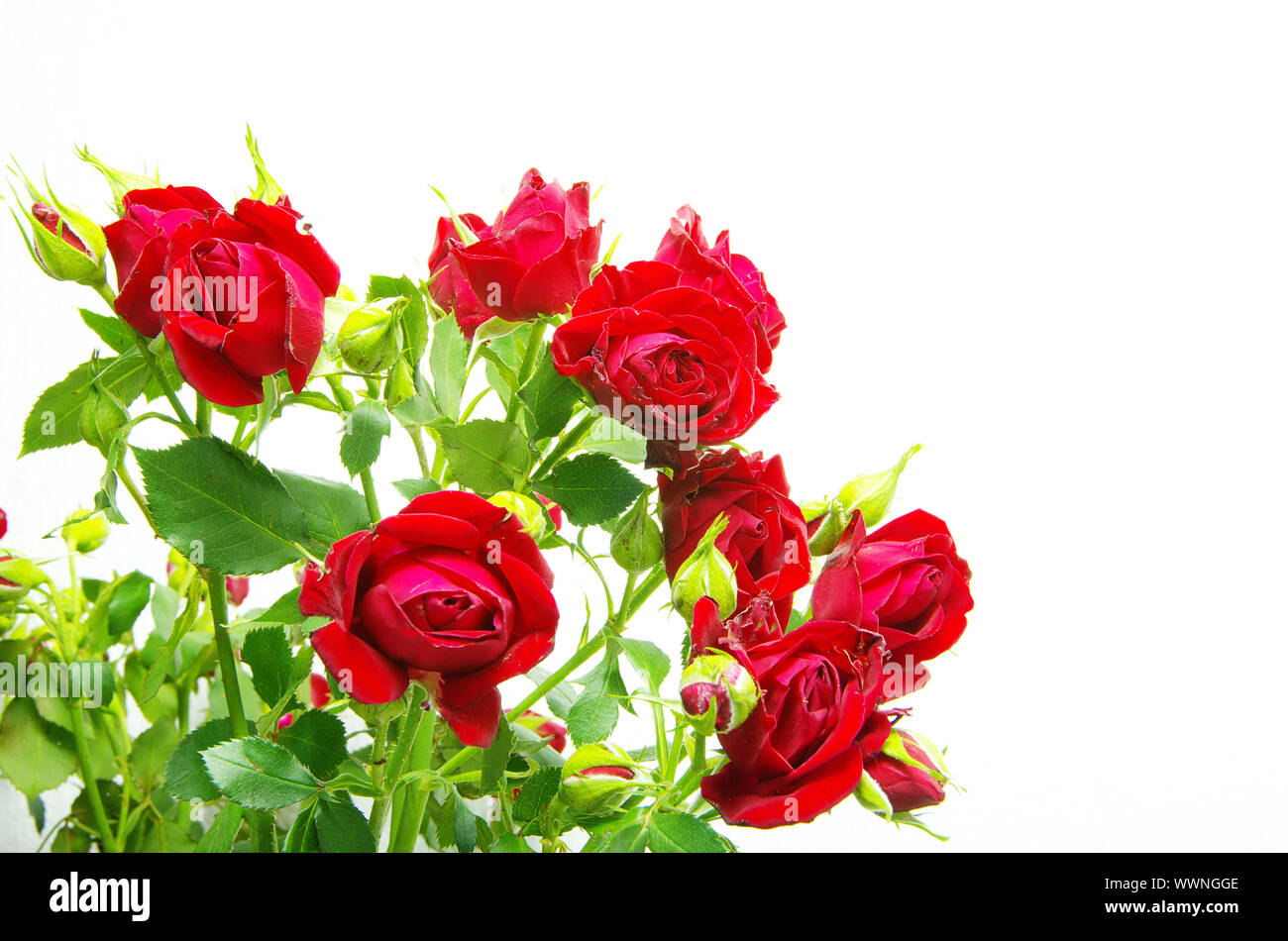 Close-up shot of a red roses Stock Photo - Alamy