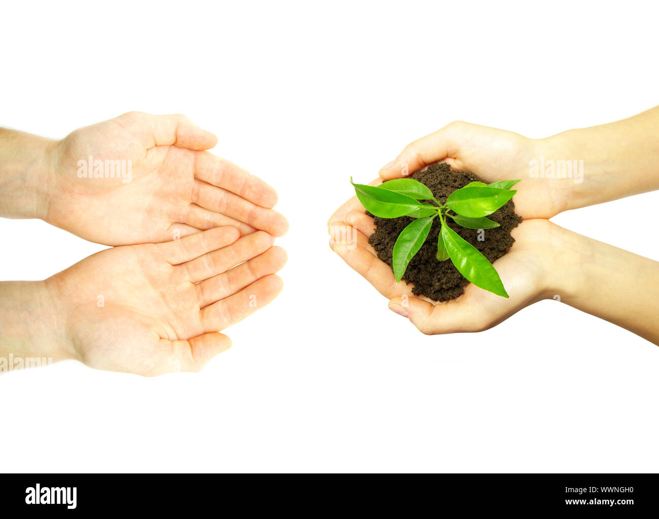 Hands holding sapling in soil on white Stock Photo - Alamy