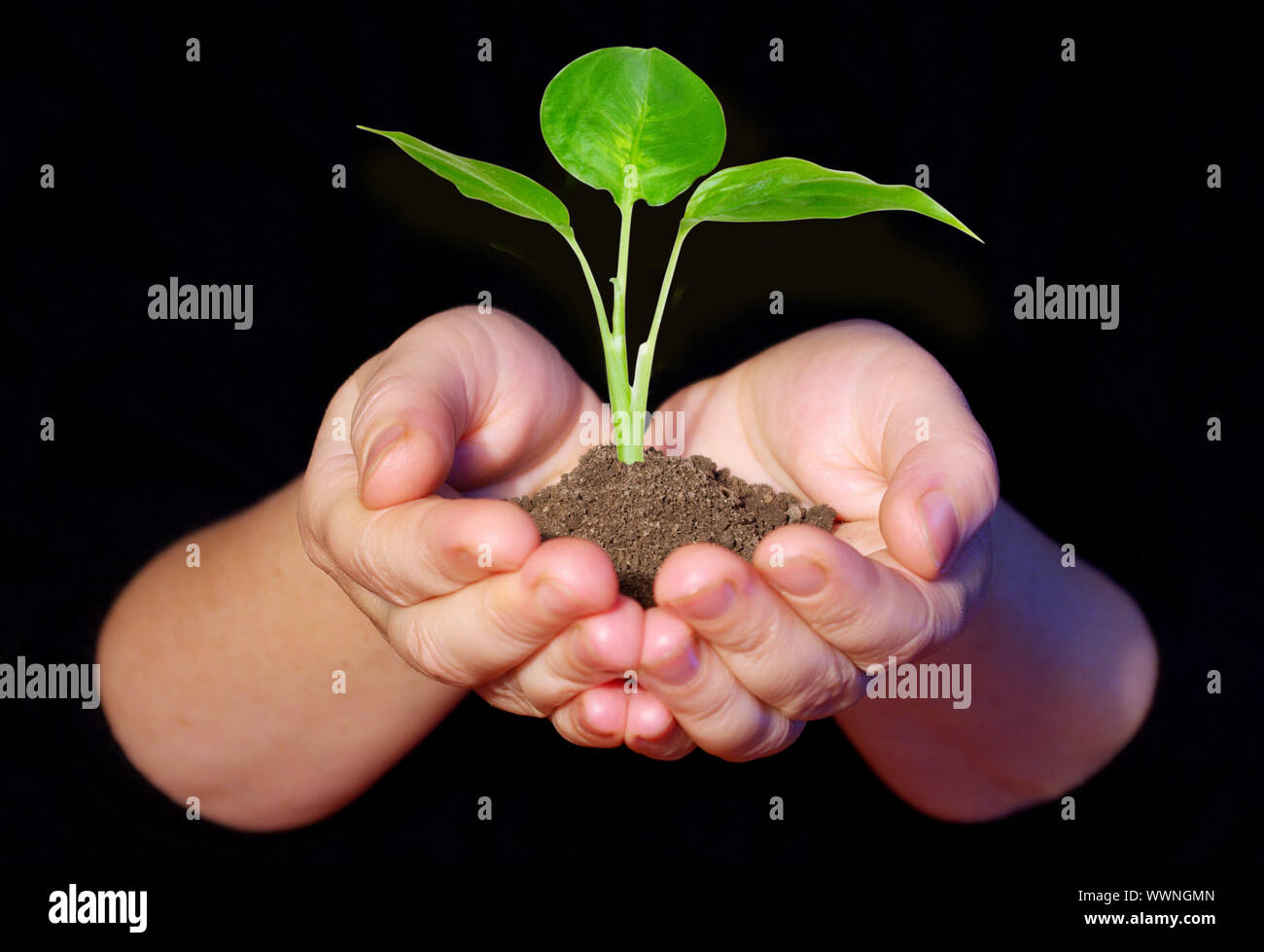 Hands holding sapling in soil Stock Photo - Alamy