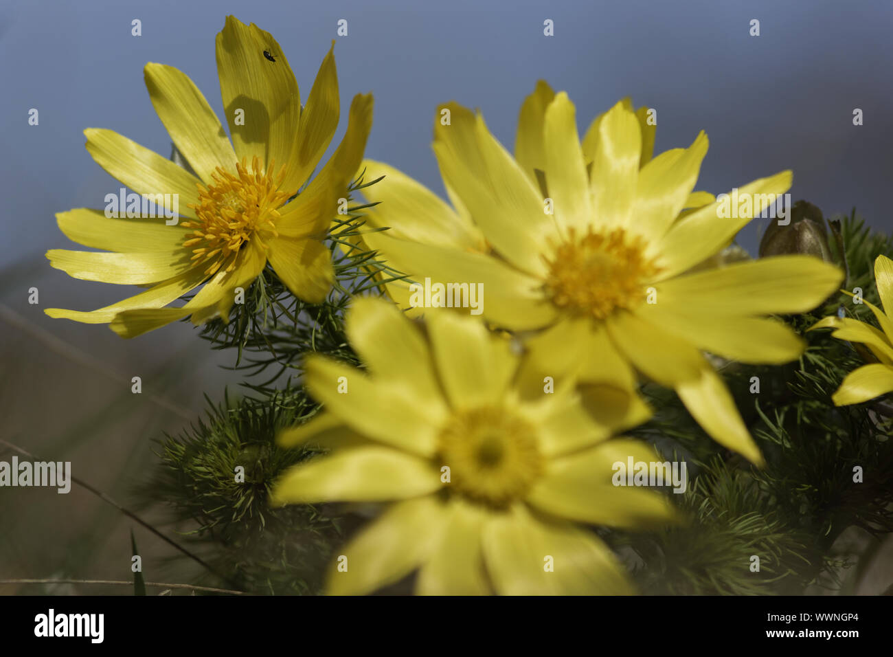 Spring adonis adonis vernalis hi-res stock photography and images - Alamy
