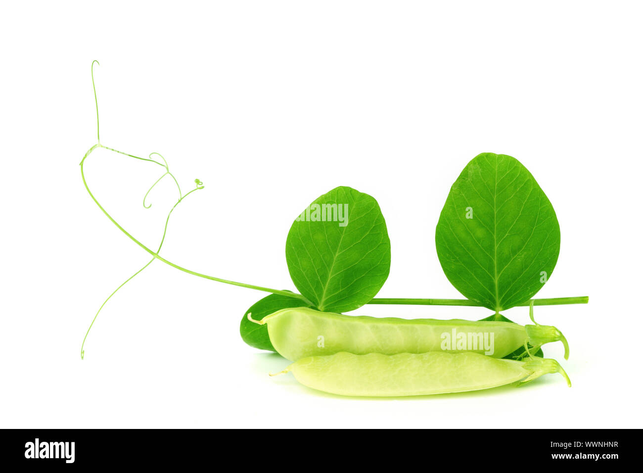 Pea and leaf isolated on white Stock Photo - Alamy