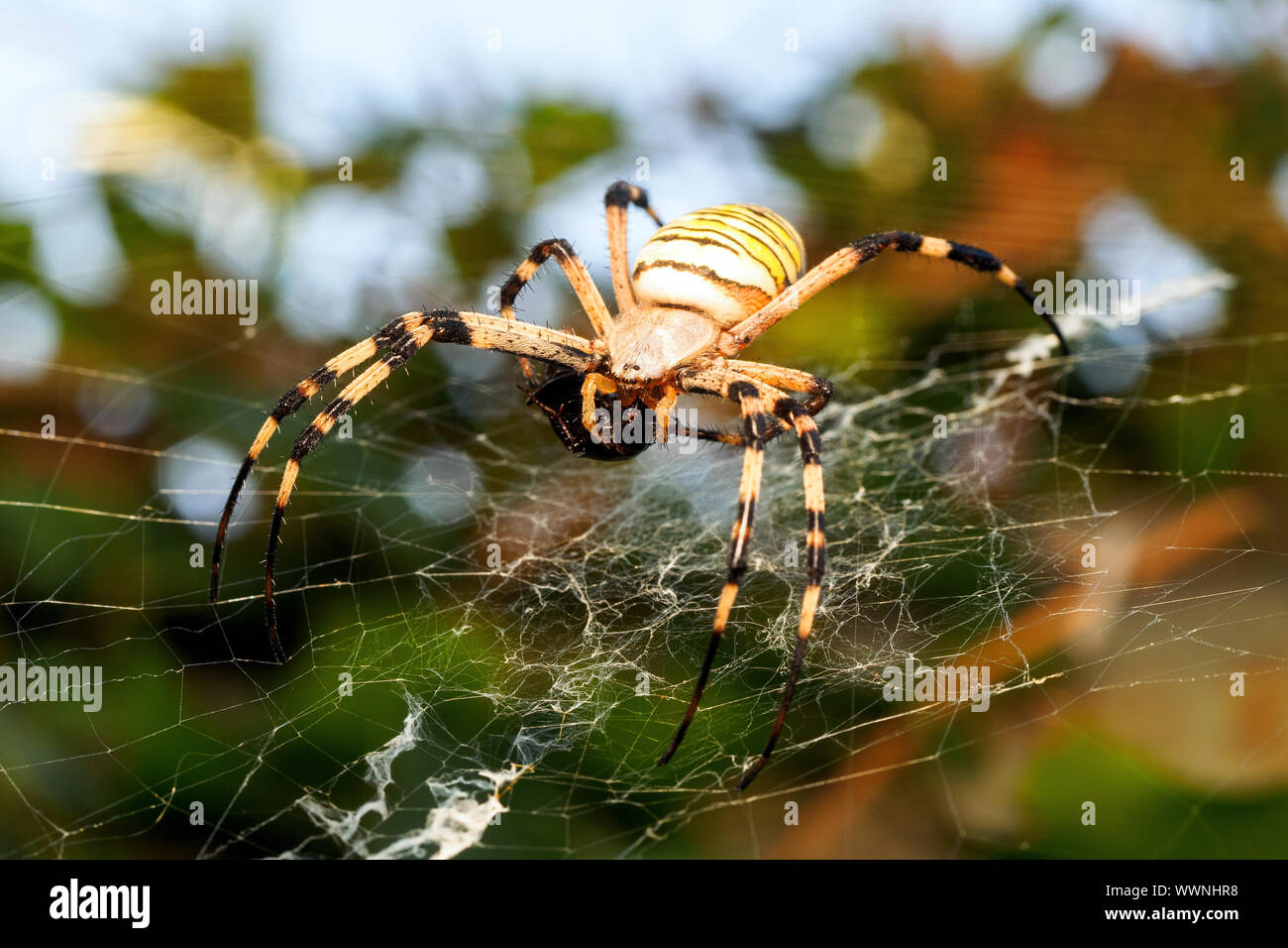 Wasp spider (Argiope bruennichi Stock Photo - Alamy