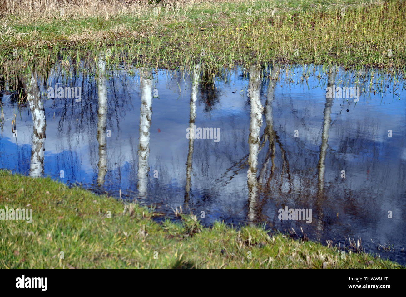Birch trees seal themselves Stock Photo - Alamy
