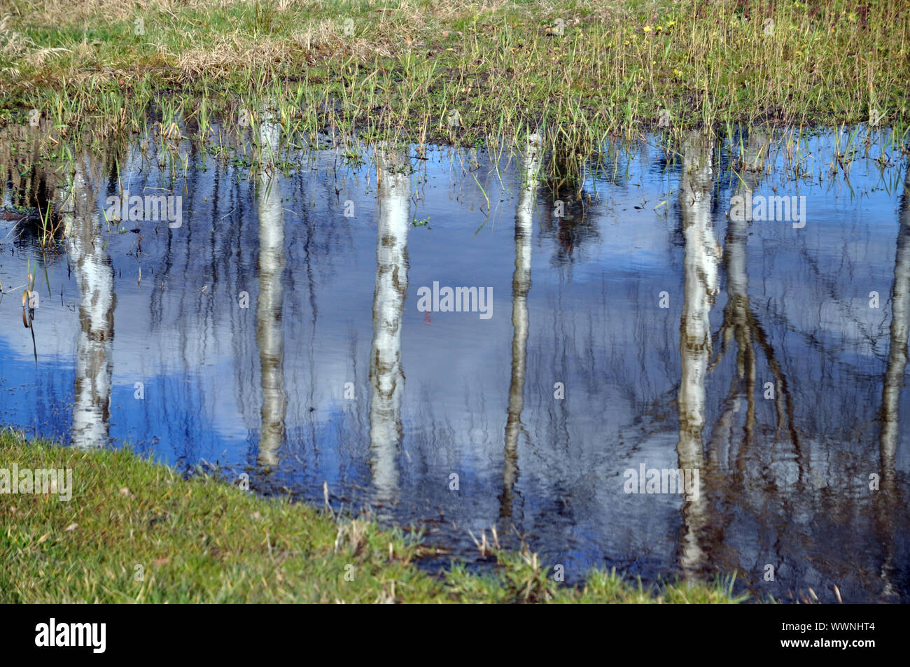 Birch trees seal themselves Stock Photo - Alamy