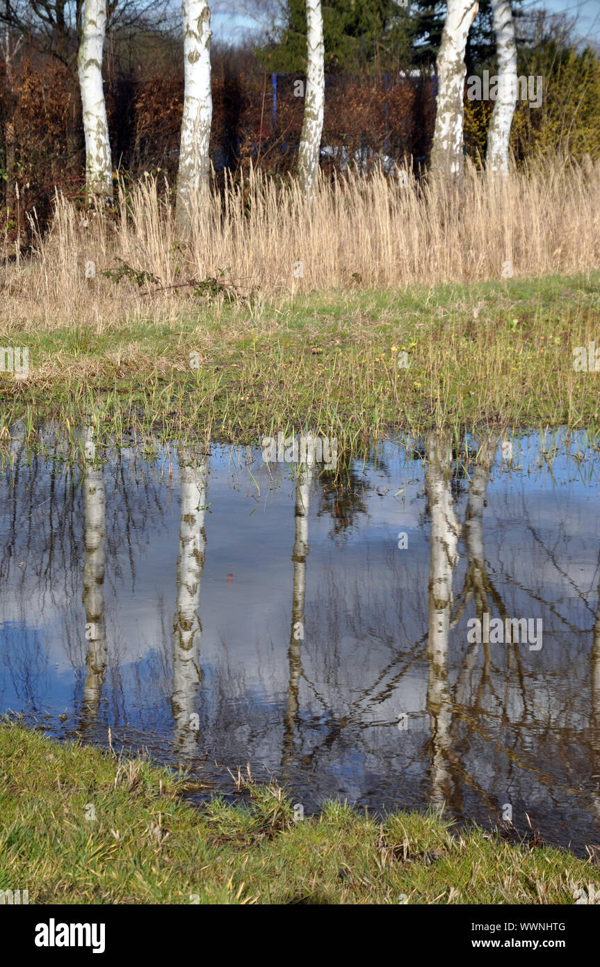 Birch trees seal themselves Stock Photo - Alamy