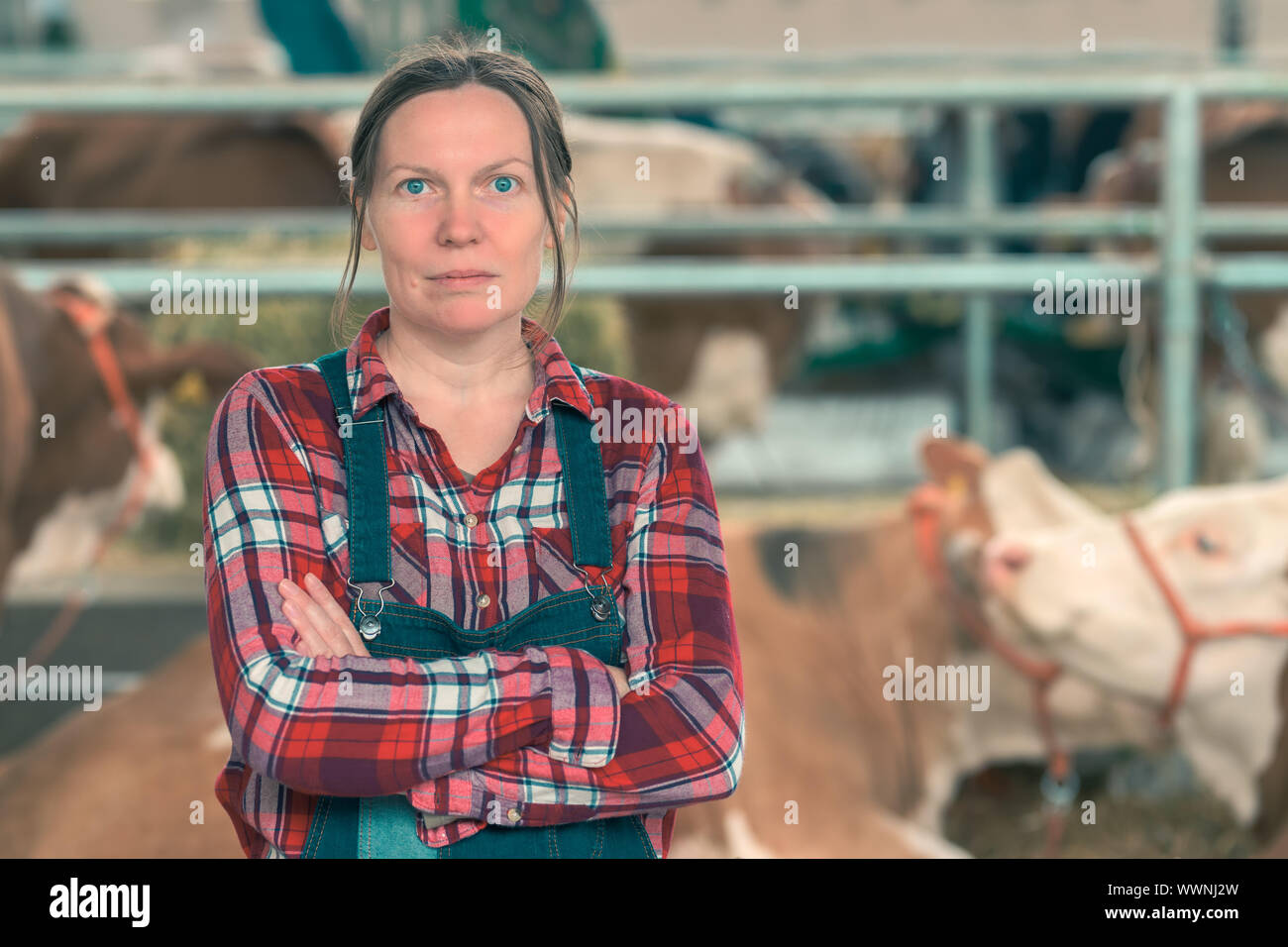 Female farmer on cow dairy farm. Portrait of woman farm worker wearing ...