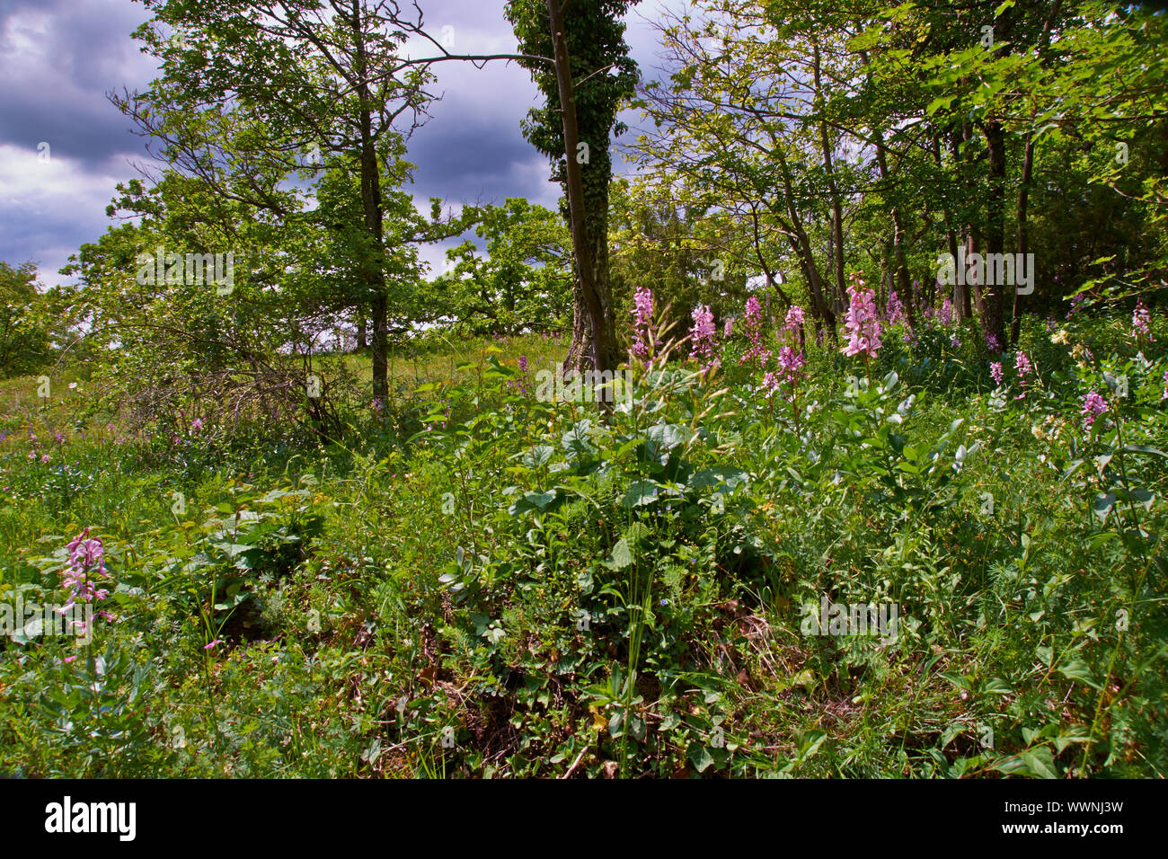 Spessart naturpark hi-res stock photography and images - Alamy