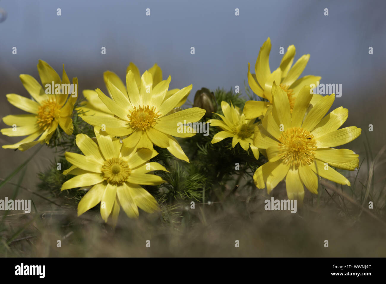 Adonisherb hi-res stock photography and images - Alamy