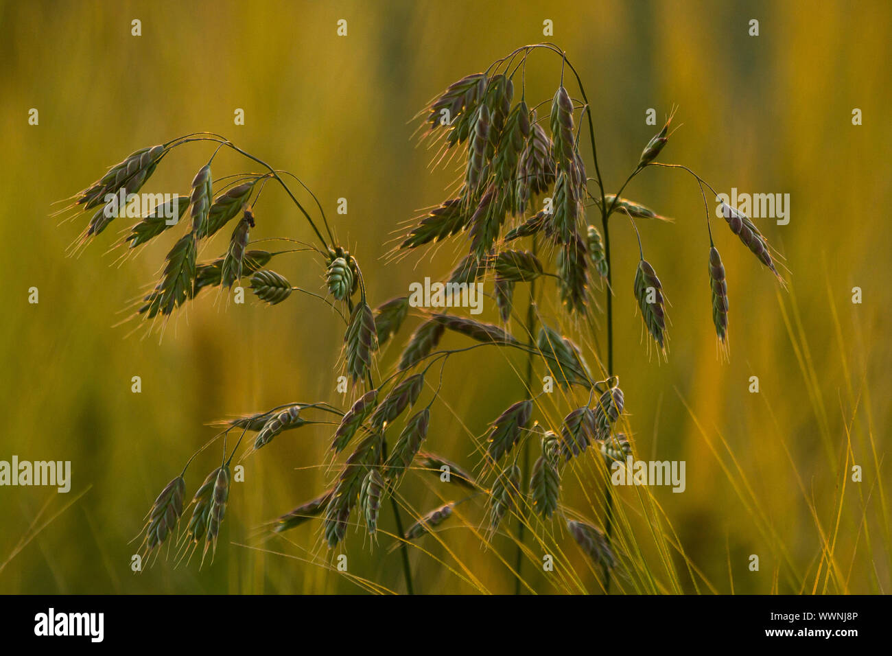 Meadow gold hi-res stock photography and images - Alamy