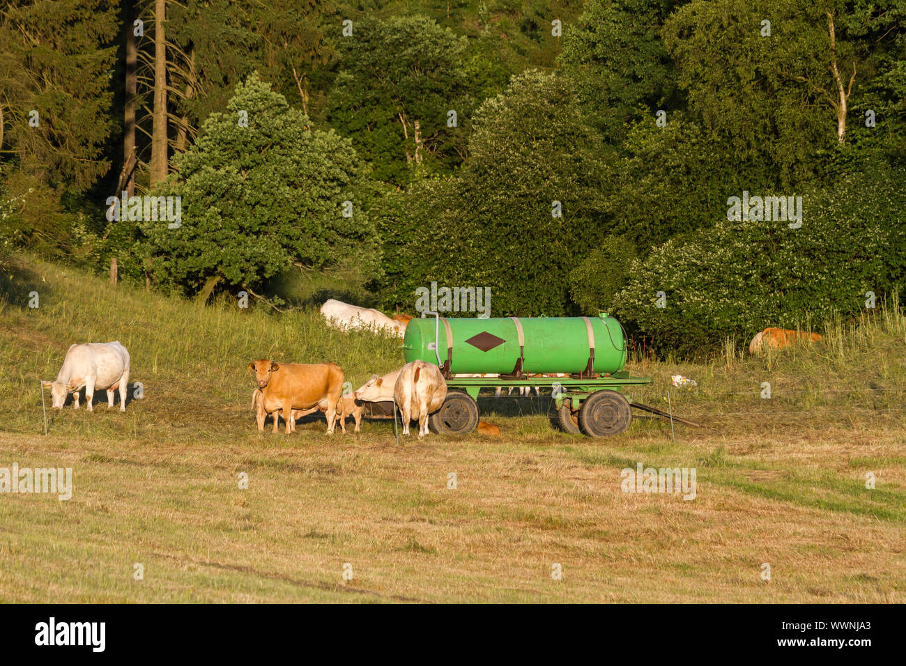 Cows and cars hi-res stock photography and images - Alamy