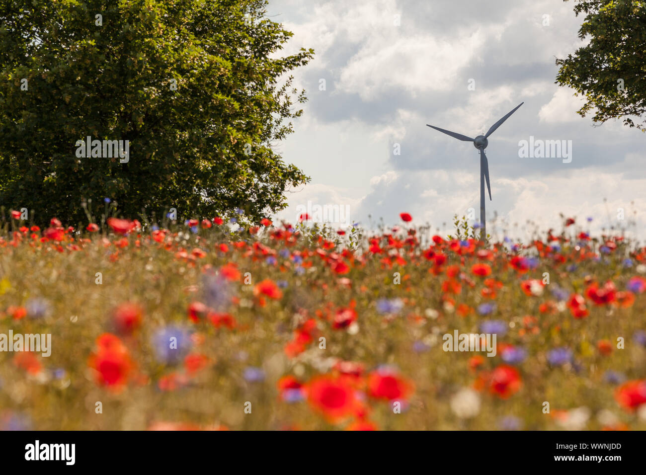 Wind protection for plants hi-res stock photography and images - Alamy