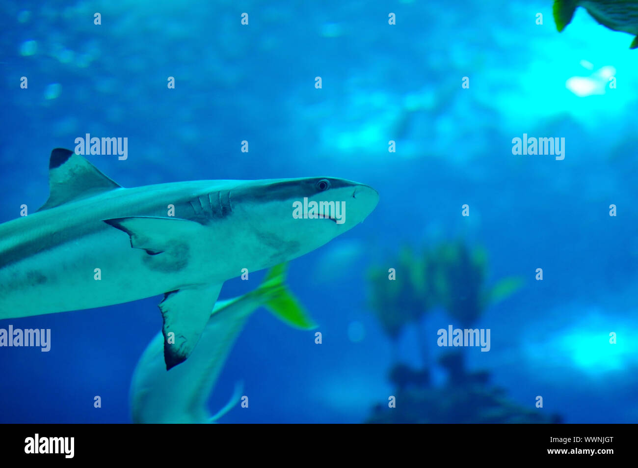 The blacktip reef shark (Carcharhinus melanopterus) is a species of ...