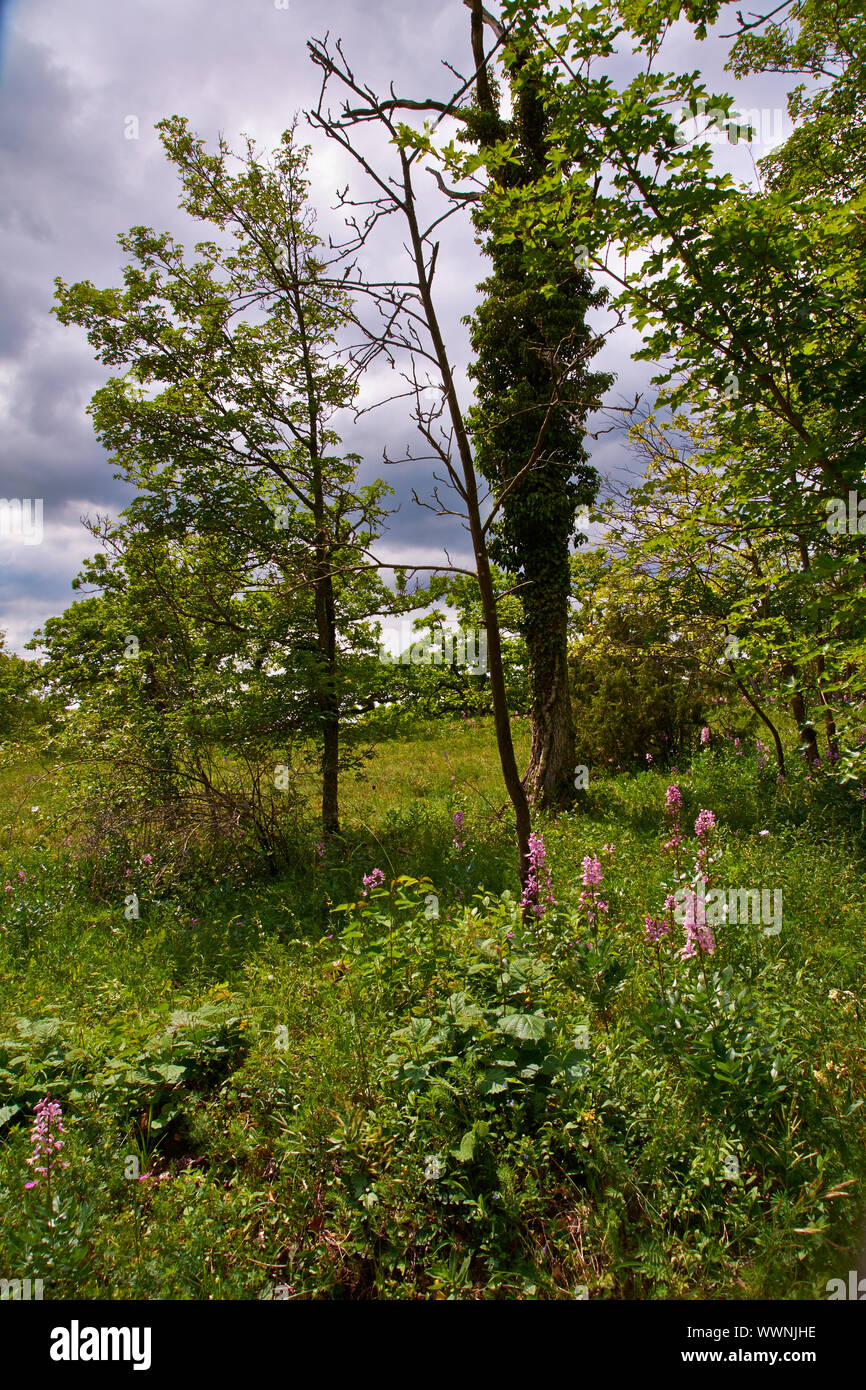 Mausberg hi-res stock photography and images - Alamy