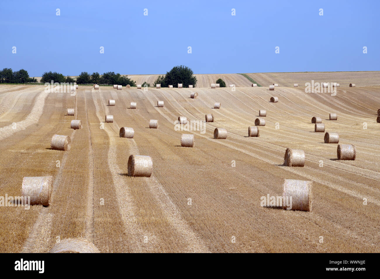 Round bales on a grain field Stock Photo - Alamy