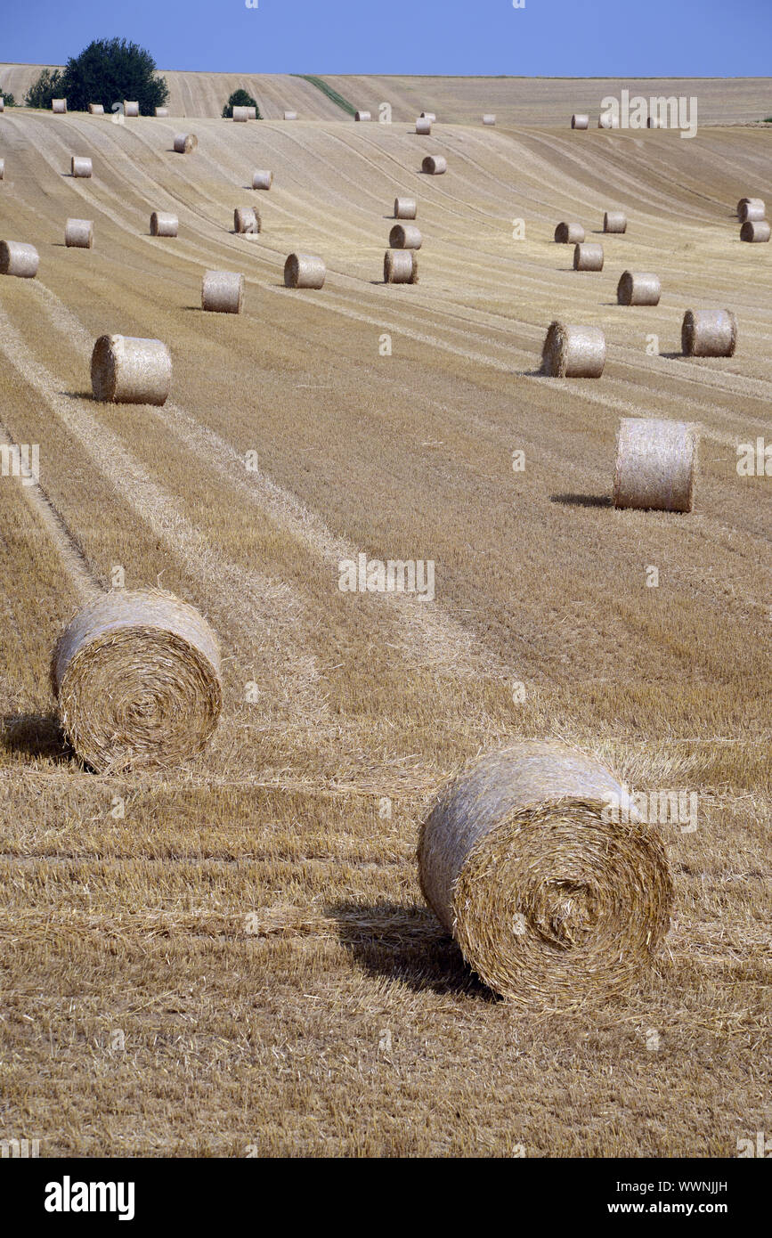 Round bales on a grain field Stock Photo - Alamy