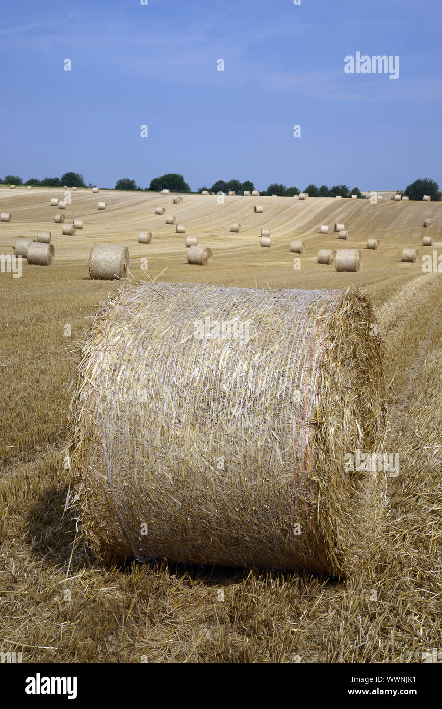 Round bales on a grain field Stock Photo - Alamy