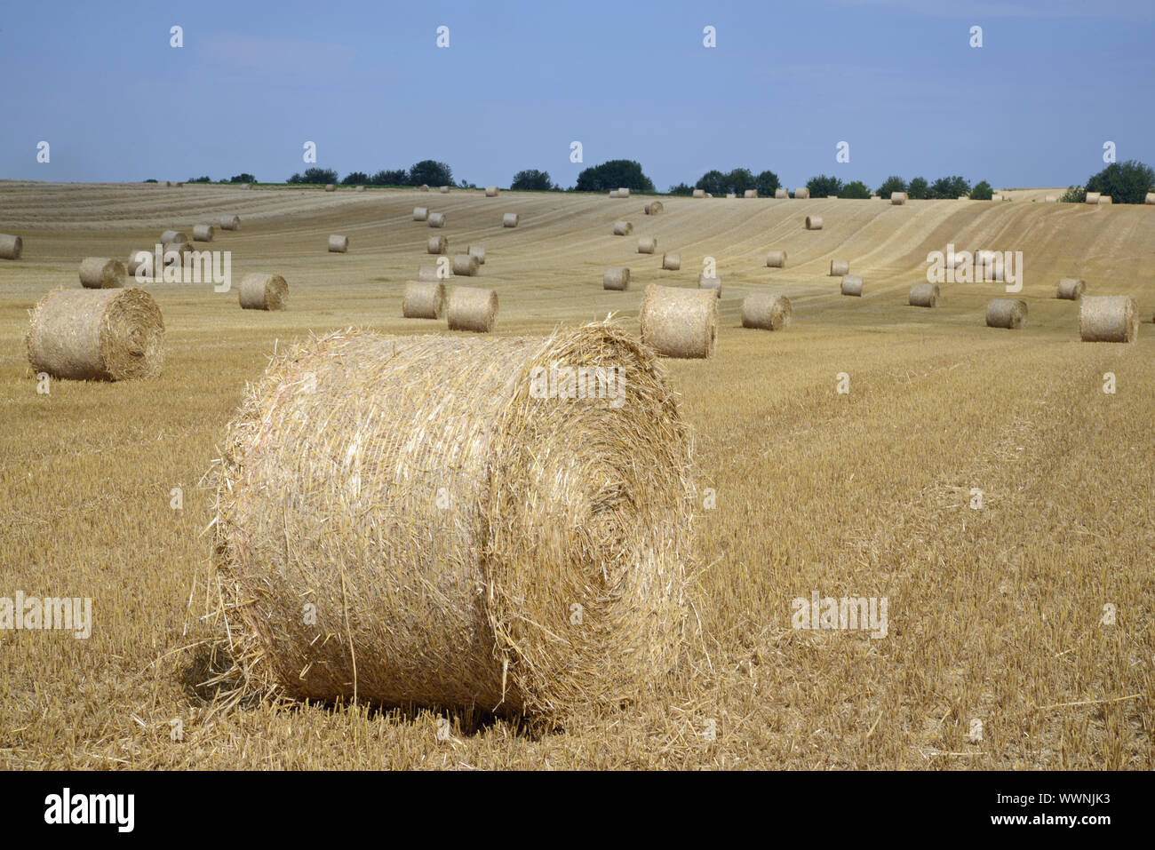 Round bales on a grain field Stock Photo - Alamy