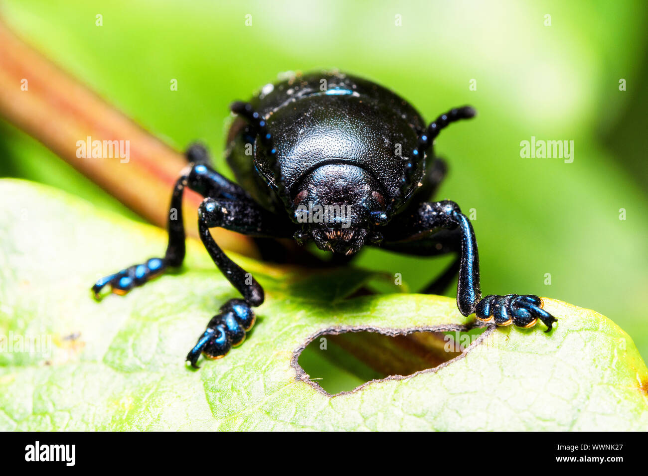 bloody-nosed beetle (Timarcha tenebricosa), also called blood spewer or ...