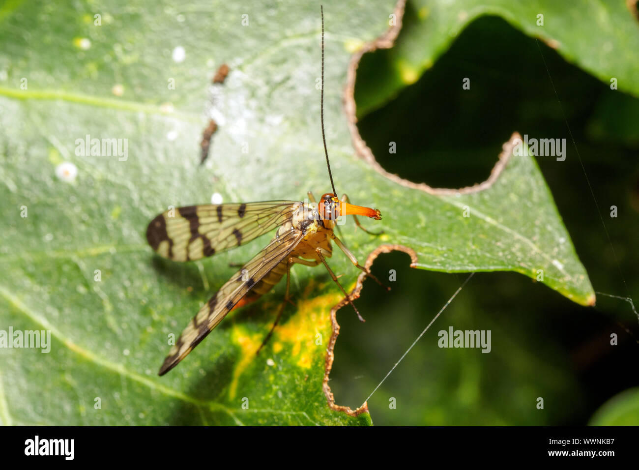 common scorpionfly (Panorpa communis Stock Photo - Alamy