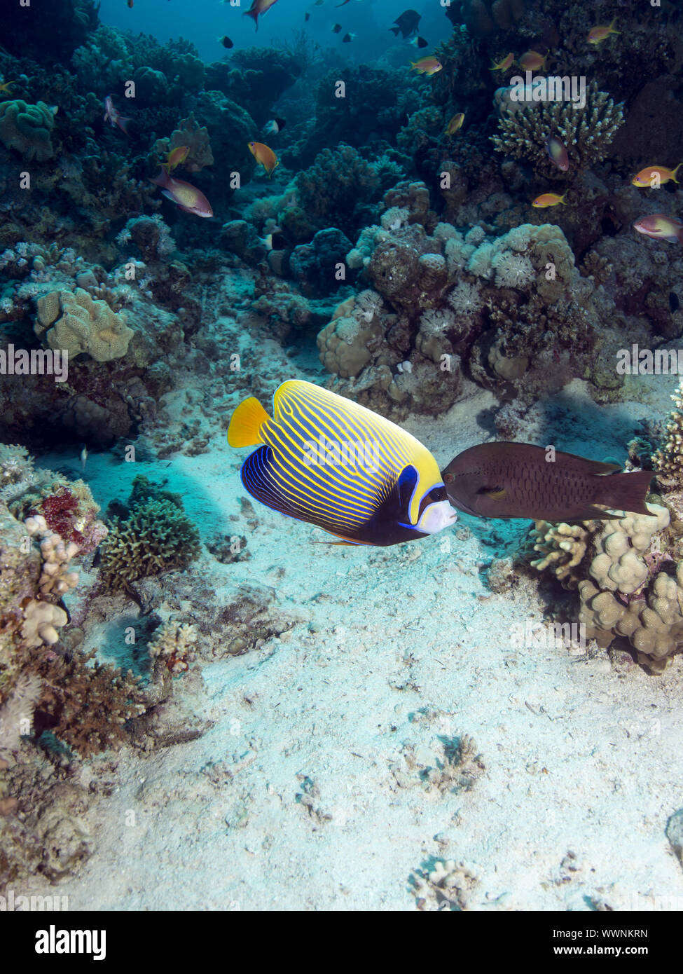 Red emperor fish hi-res stock photography and images - Alamy