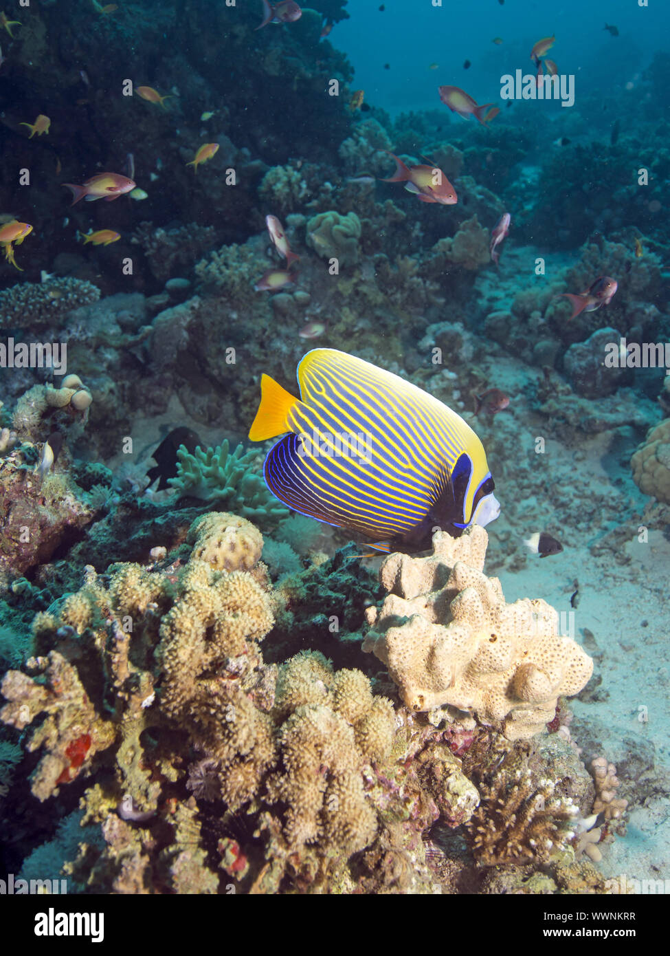 Angelfish angelfish hi-res stock photography and images - Alamy