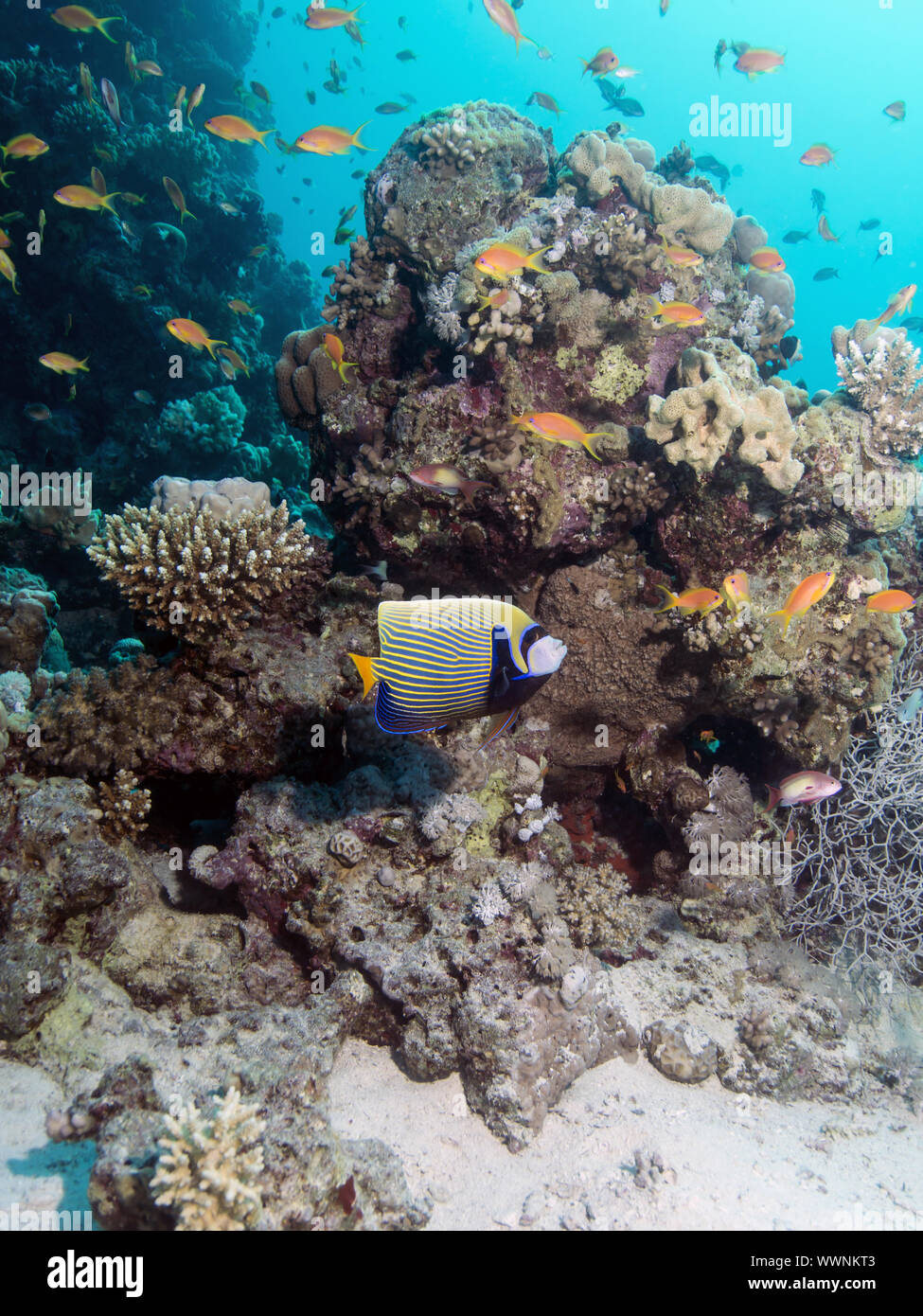 Red emperor fish hi-res stock photography and images - Alamy