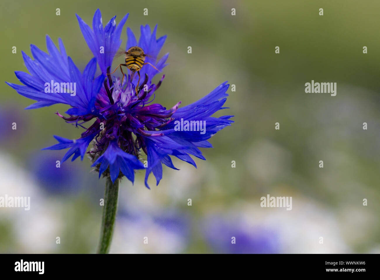 Flake flower hi-res stock photography and images - Alamy