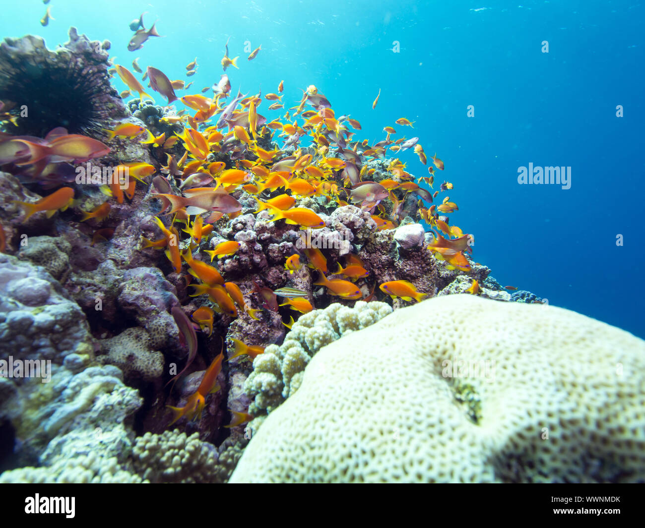 Goldie fish hi-res stock photography and images - Alamy