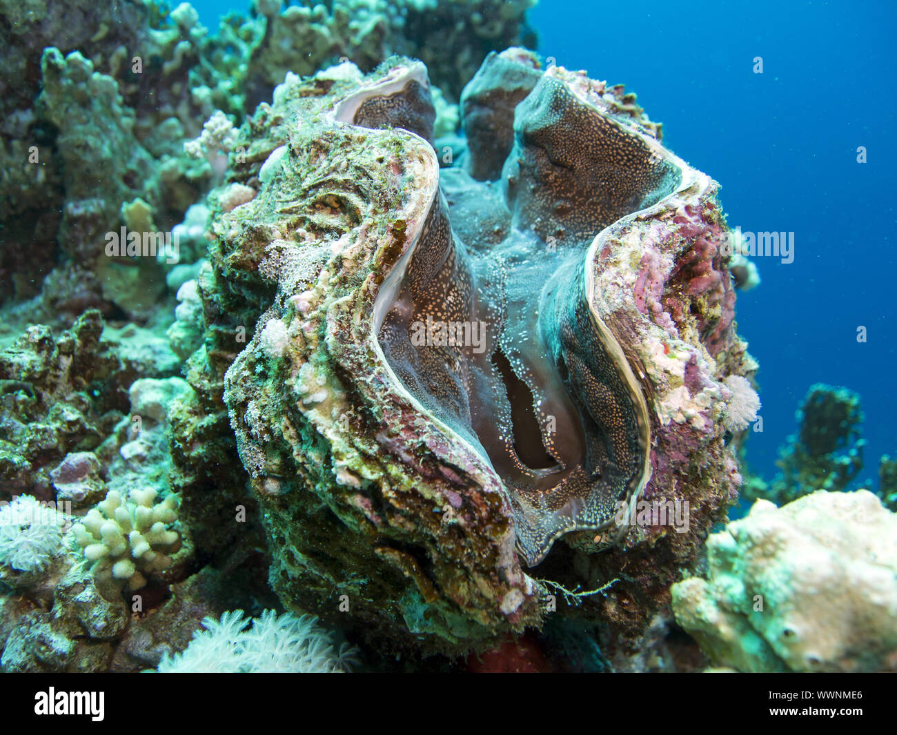 Underwater giant clam hi-res stock photography and images - Alamy