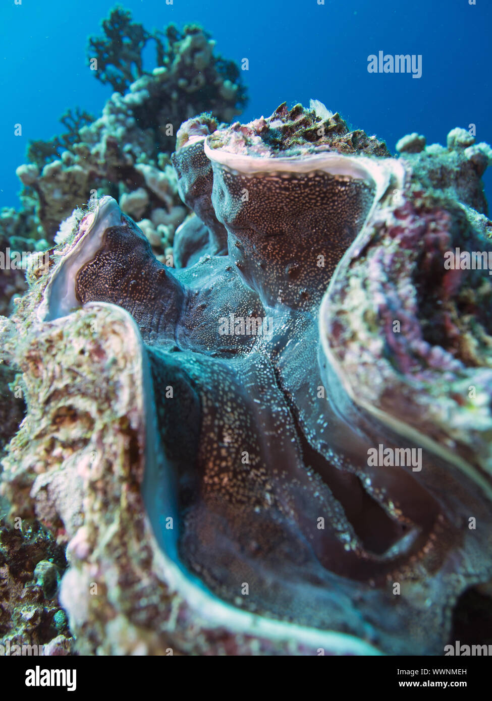 Giant clam shell hi-res stock photography and images - Alamy