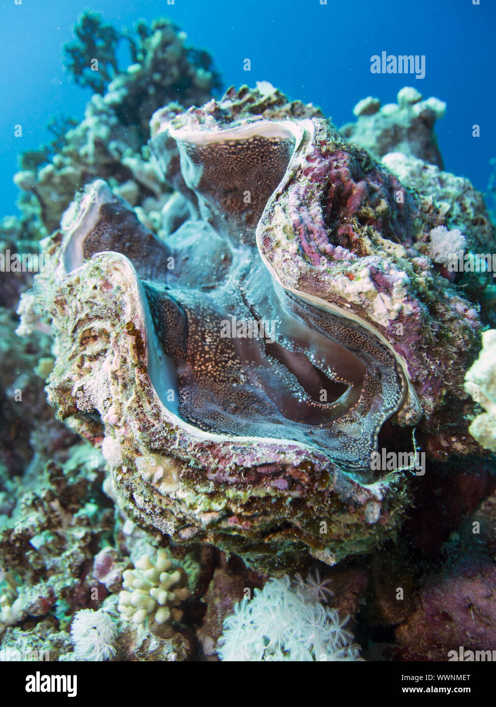 Clam underwater hi-res stock photography and images - Alamy
