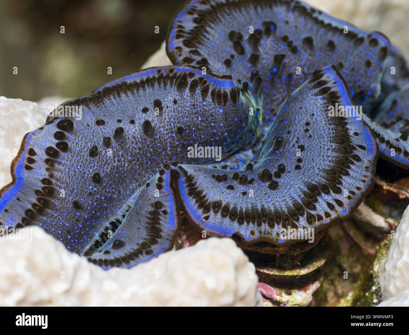 Clam animal hi-res stock photography and images - Alamy