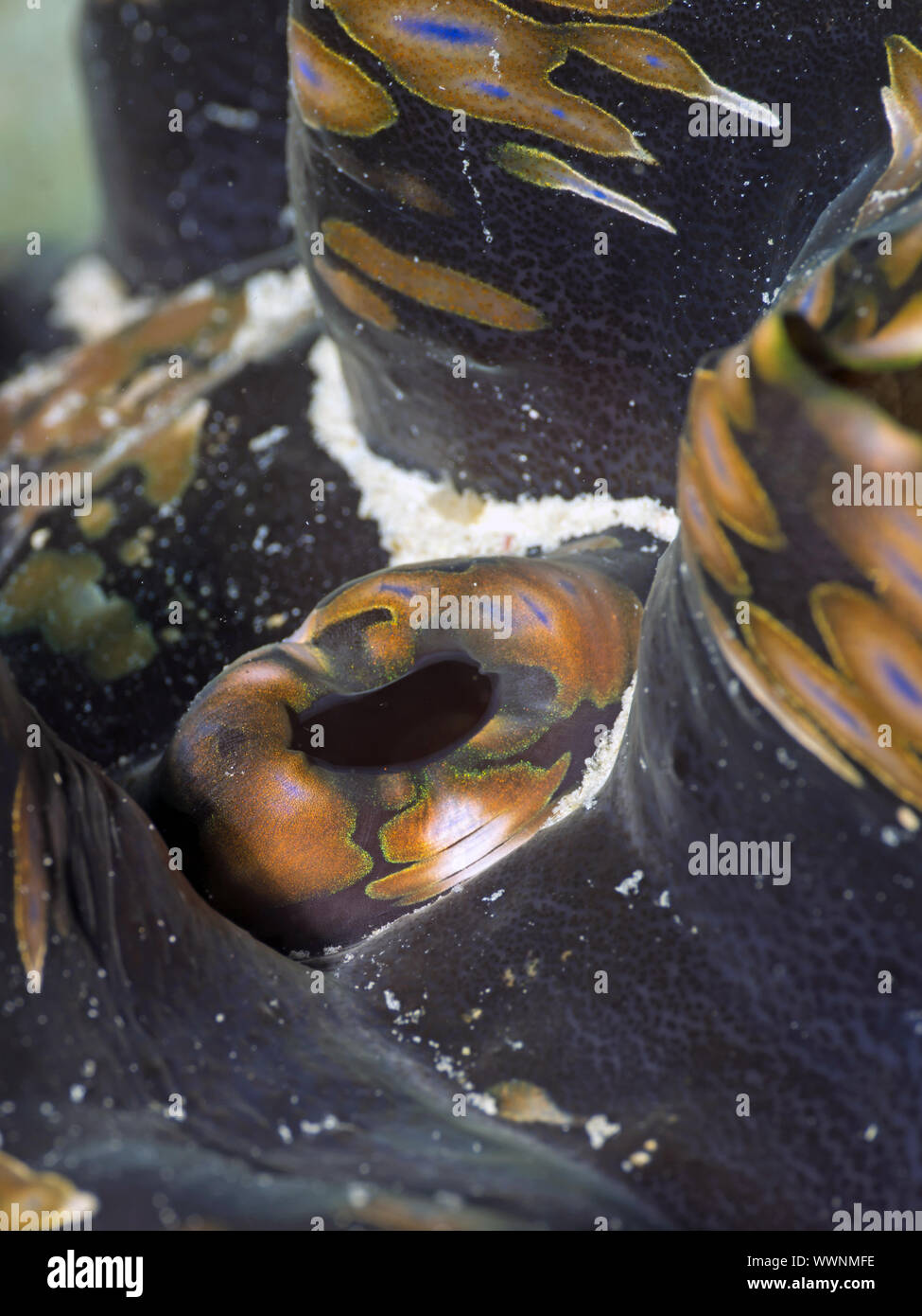 Close-up of a Giant clam Stock Photo - Alamy