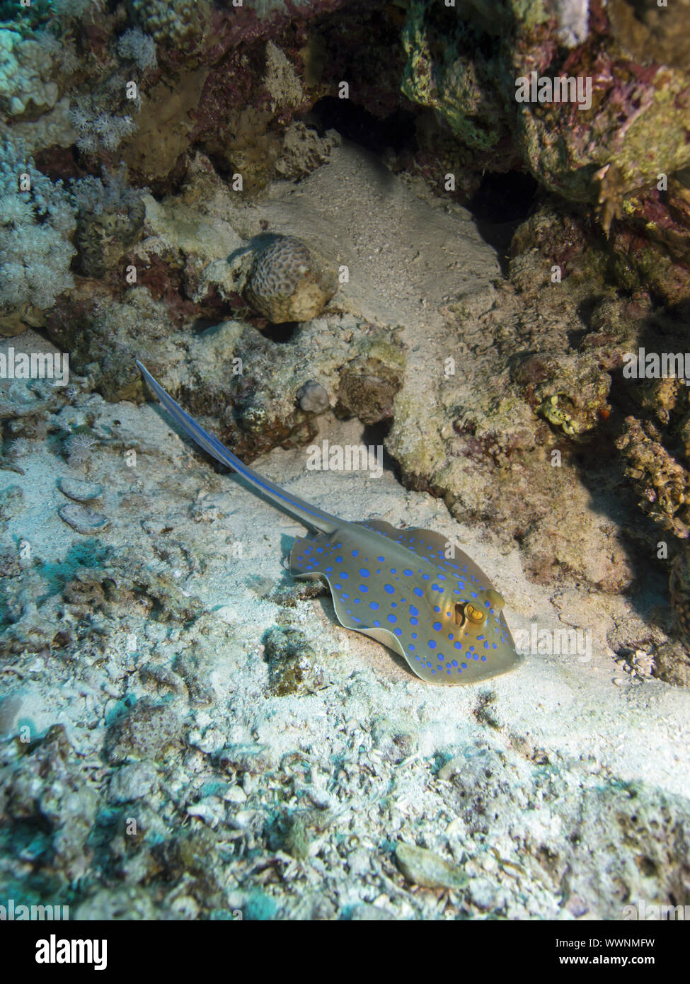 Bluespotted hi-res stock photography and images - Alamy